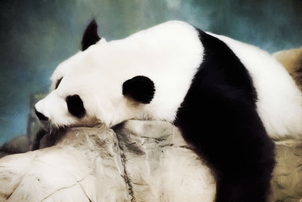 Panda Syndrome – Is Your Relationship Suffering from It, Too? 🟡 pjur BLOG